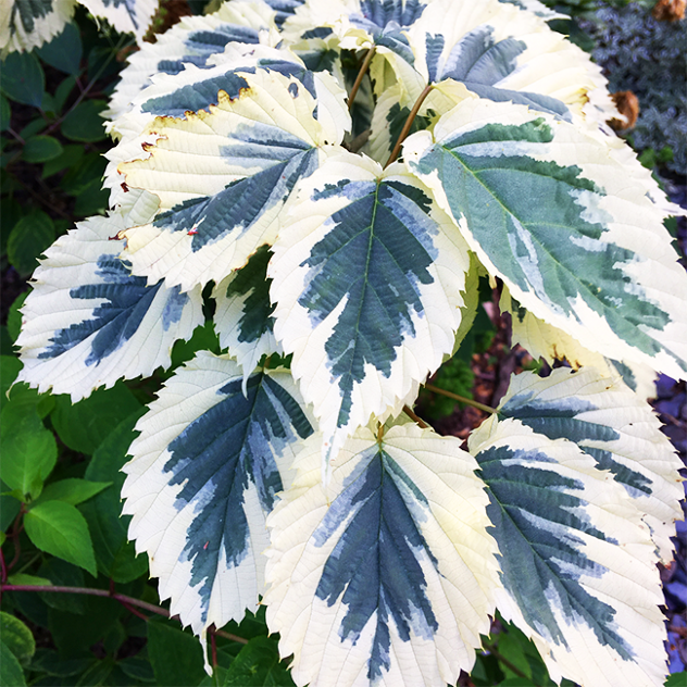 Lady Sunshine Dove Tree For Sale Online | The Tree Center