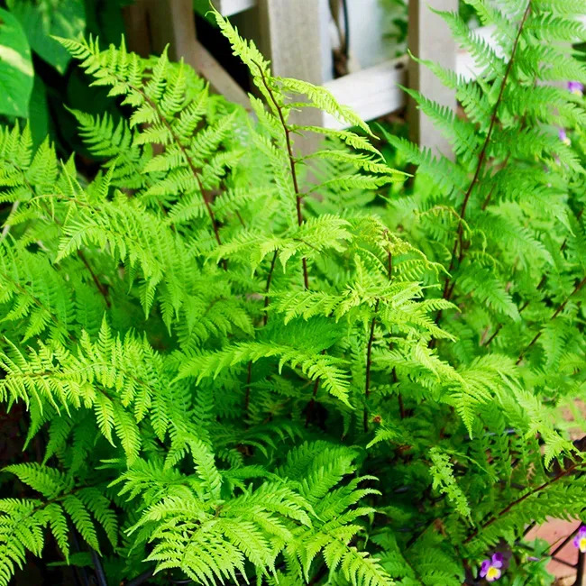 Lady in Red Fern For Sale Online | The Tree Center