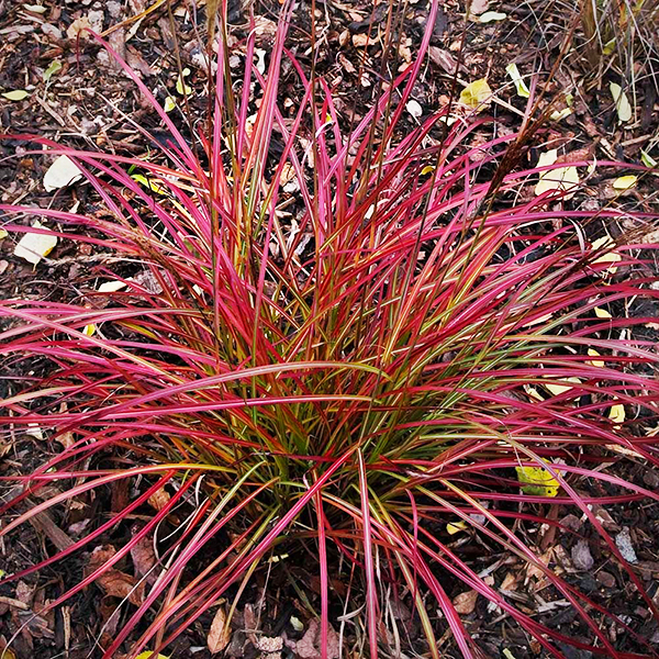 Little Miss Maiden Grass For Sale Online | The Tree Center