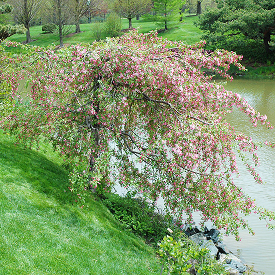 Lousia Crabapple For Sale Online | The Tree Center