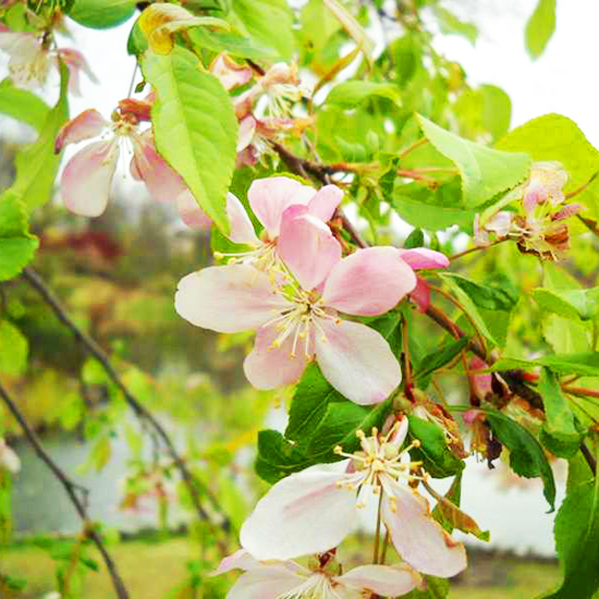 Louisa Flowering Crabapple | Best Flower Site