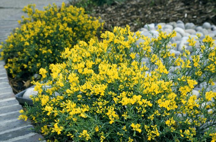 Lydian Broom For Sale Online | The Tree Center