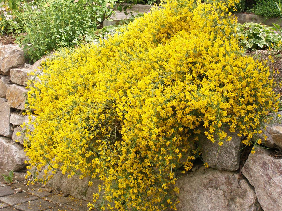 Lydian Broom For Sale Online | The Tree Center