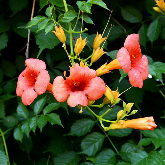 Madame Galen Trumpet Vine For Sale Online | The Tree Center