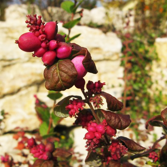 Magic Berry Coralberry For Sale Online | The Tree Center