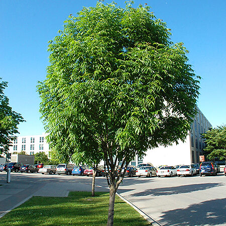 Manchurian Ash For Sale Online | The Tree Center