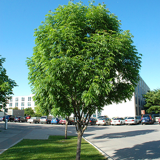 Manchurian Ash For Sale Online | The Tree Center