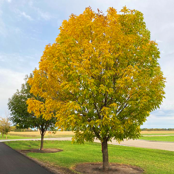 Manchurian Ash For Sale Online | The Tree Center