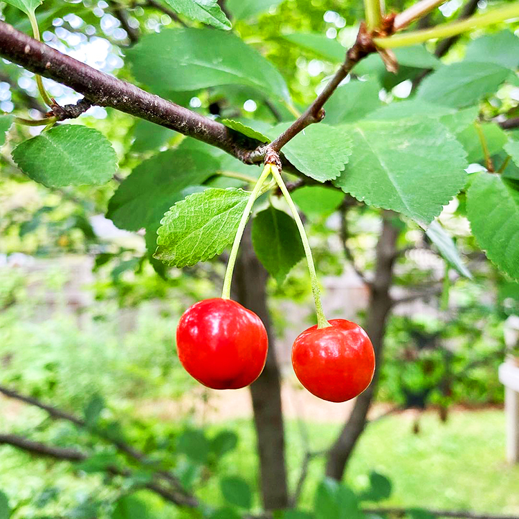 Montmorency Cherry Tree For Sale Online | The Tree Center