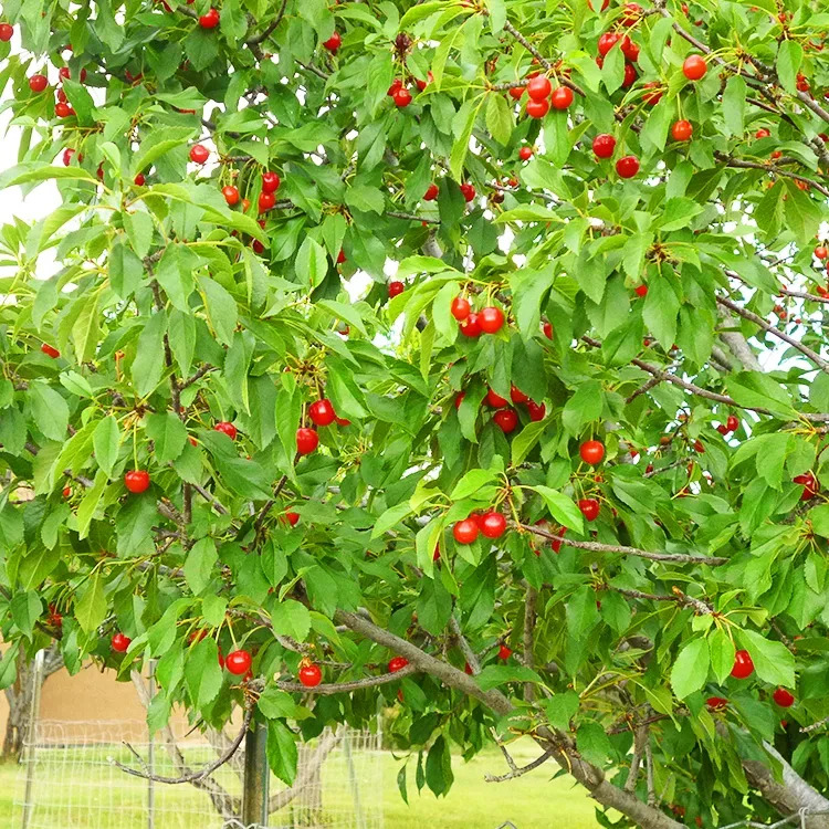 Montmorency Cherry Tree For Sale Online | The Tree Center