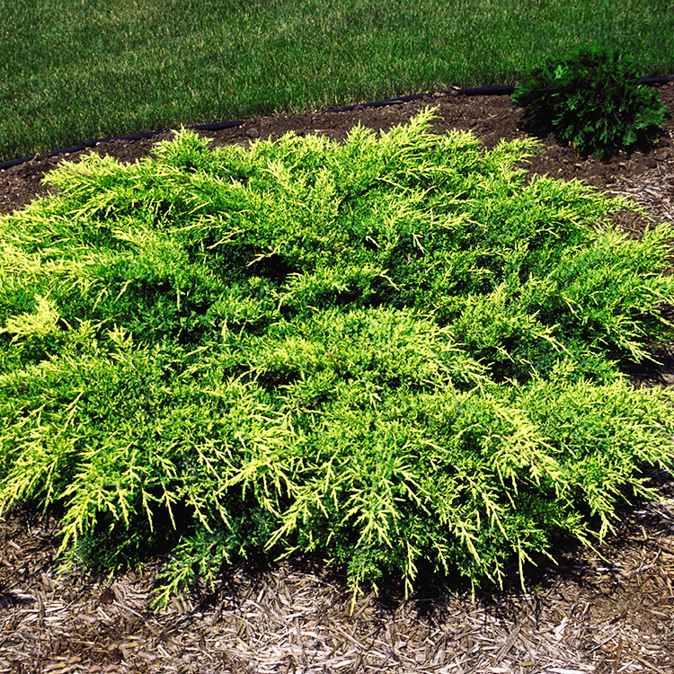 Old Gold Juniper For Sale Online | The Tree Center
