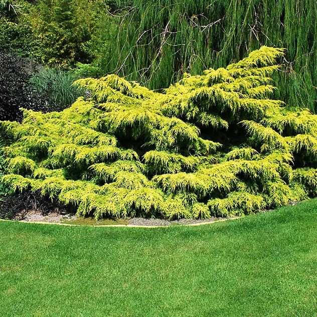 Old Gold Juniper For Sale Online | The Tree Center