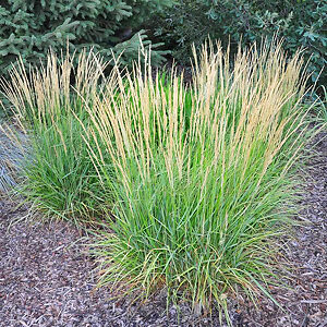 Variegated Reed Grass For Sale Online | The Tree Center