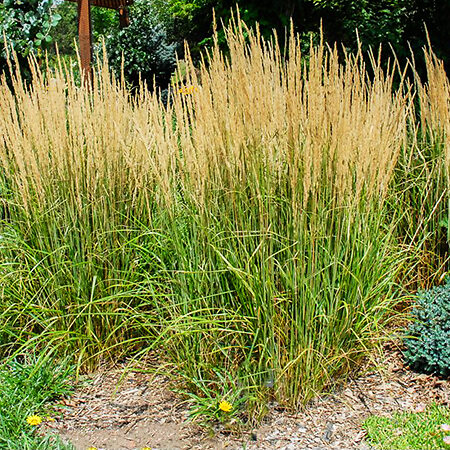 Variegated Reed Grass For Sale Online | The Tree Center