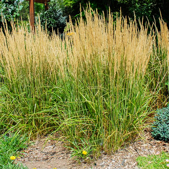 Variegated Reed Grass For Sale Online | The Tree Center