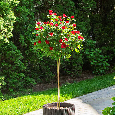 Petite Knock Out® Rose Trees For Sale | The Tree Center