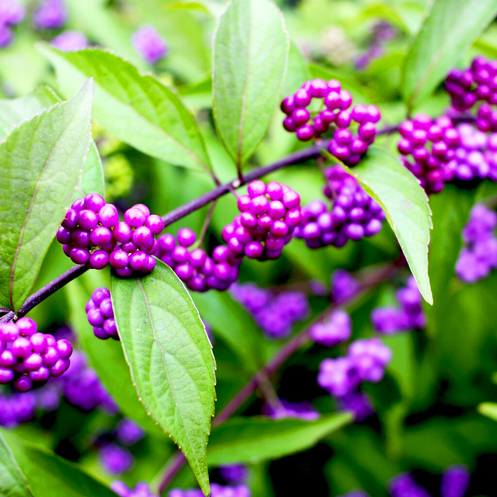 Profusion Beautyberry For Sale Online | The Tree Center