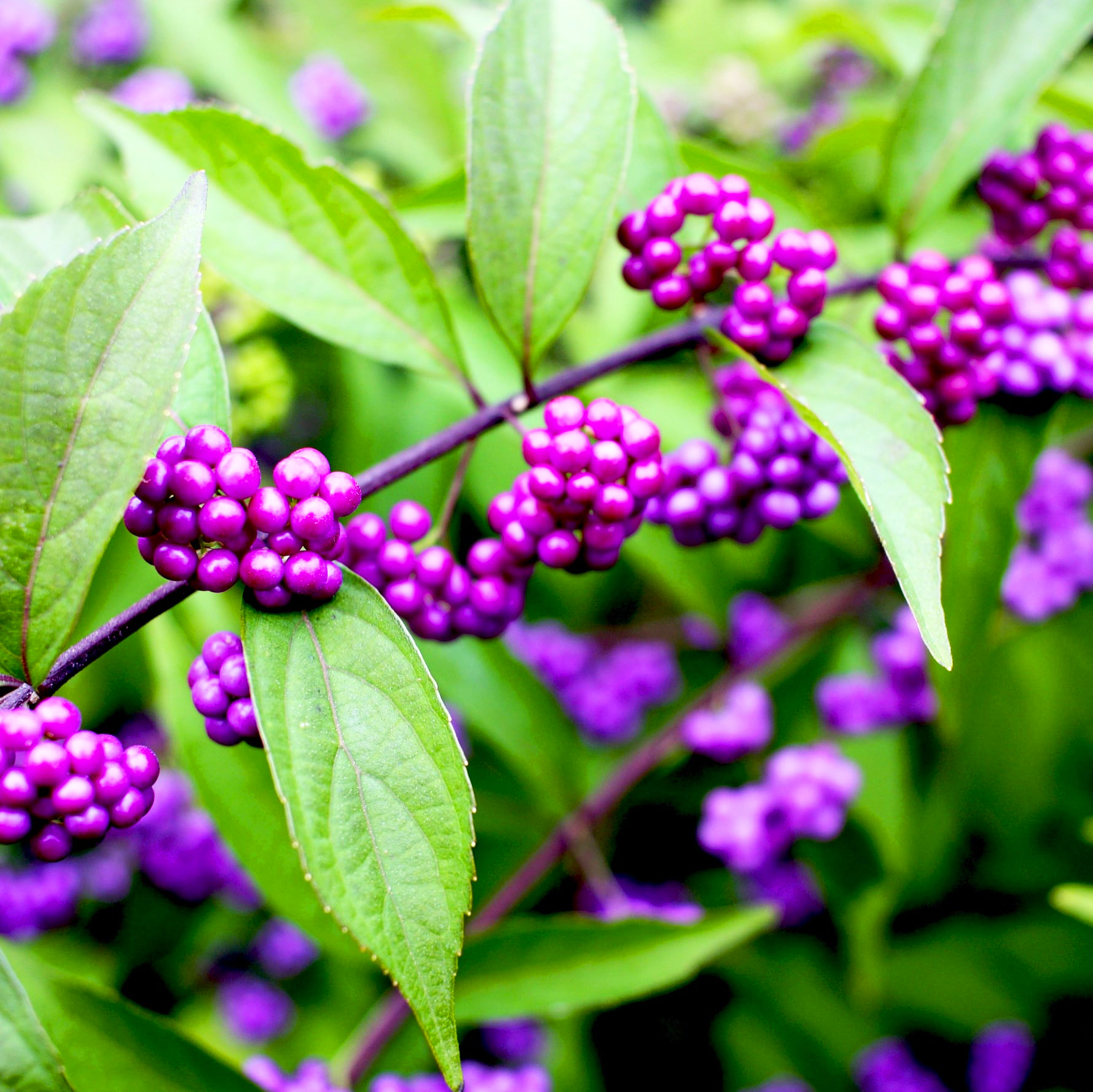 Profusion Beautyberry For Sale Online | The Tree Center