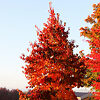 Red Rage Tupelo For Sale Online | The Tree Center