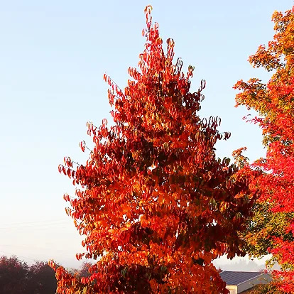 Red Rage Tupelo For Sale Online | The Tree Center