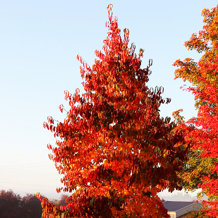 Red Rage Tupelo For Sale Online | The Tree Center