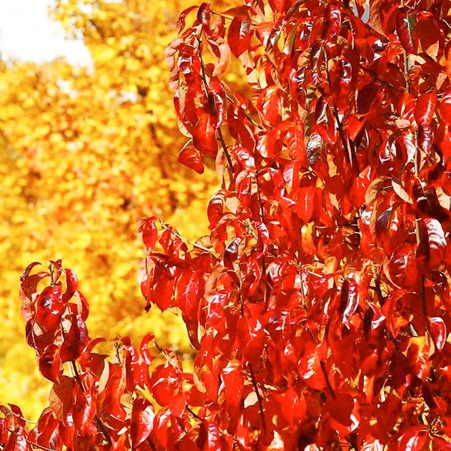 Red Rage Tupelo For Sale Online | The Tree Center