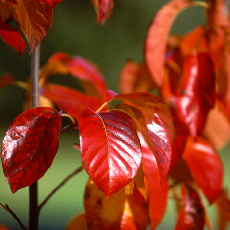Red Rage Tupelo For Sale Online | The Tree Center