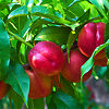 Rose Princess Nectarine For Sale Online | The Tree Center
