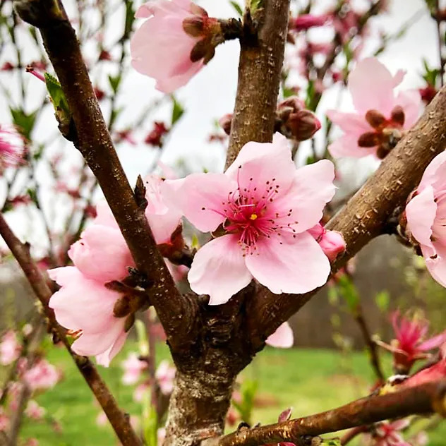 Rose Princess Nectarine For Sale Online | The Tree Center