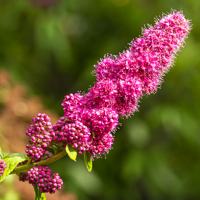 Rose Spirea For Sale Online | The Tree Center