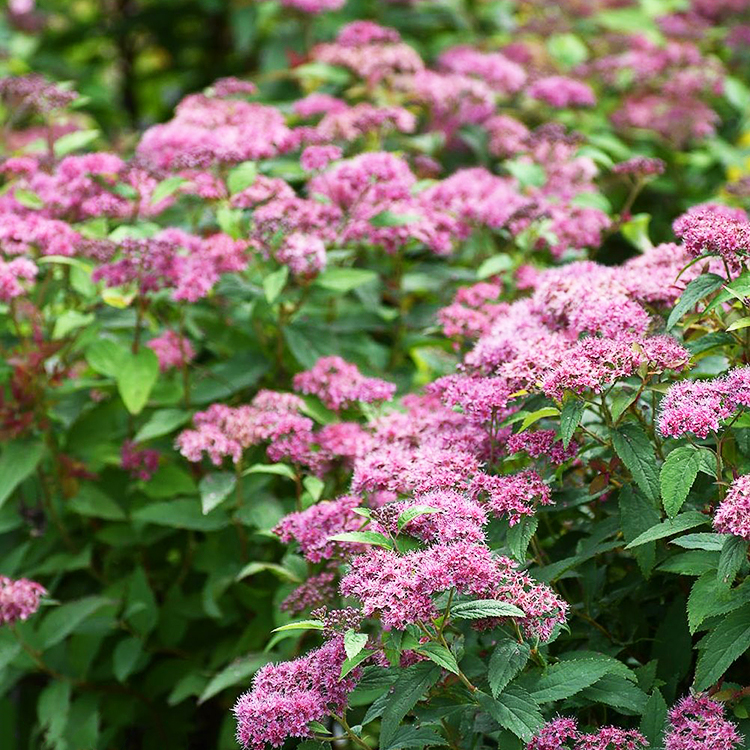 Rose Spirea For Sale Online | The Tree Center