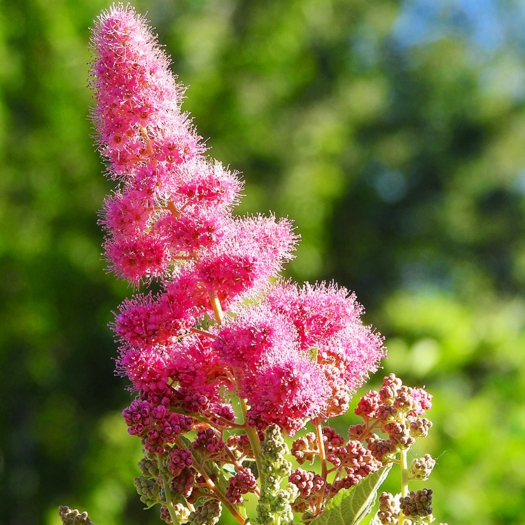 Rose Spirea For Sale Online | The Tree Center