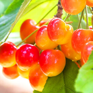 Royal Ann Cherry Tree For Sale Online | The Tree Center