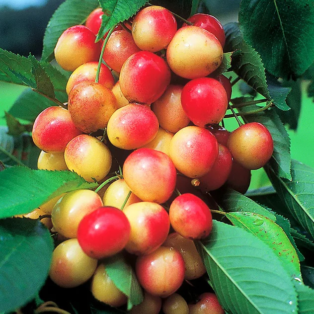Royal Ann Cherry Tree For Sale Online | The Tree Center