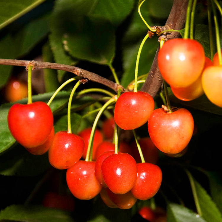 Royal Ann Cherry Tree For Sale Online | The Tree Center