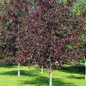 Royal Frost® Birch For Sale Online | The Tree Center