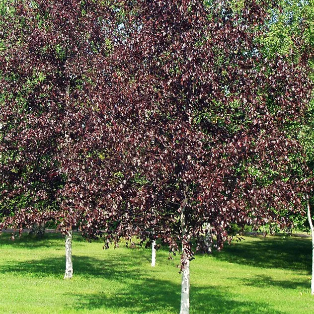 Royal Frost® Birch For Sale Online | The Tree Center