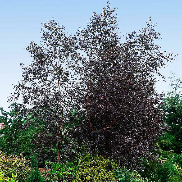 Royal Frost® Birch For Sale Online | The Tree Center