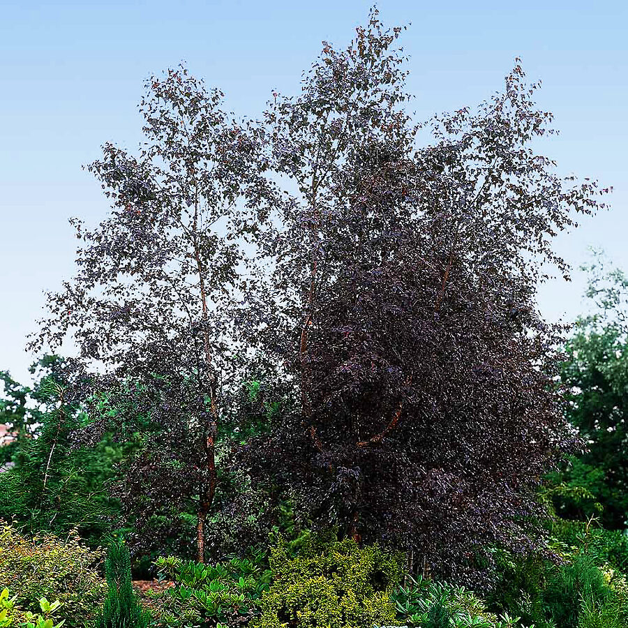 Royal Frost® Birch For Sale Online | The Tree Center