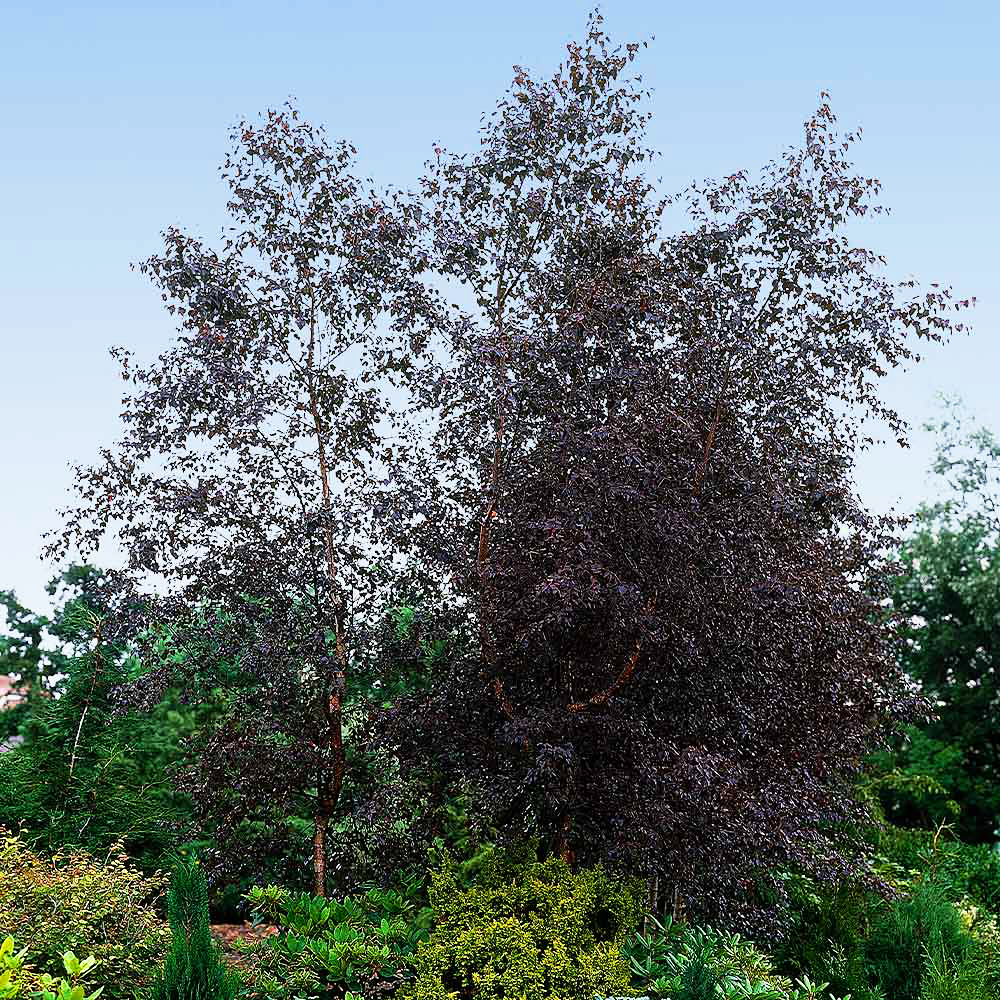 Royal Frost® Birch For Sale Online | The Tree Center