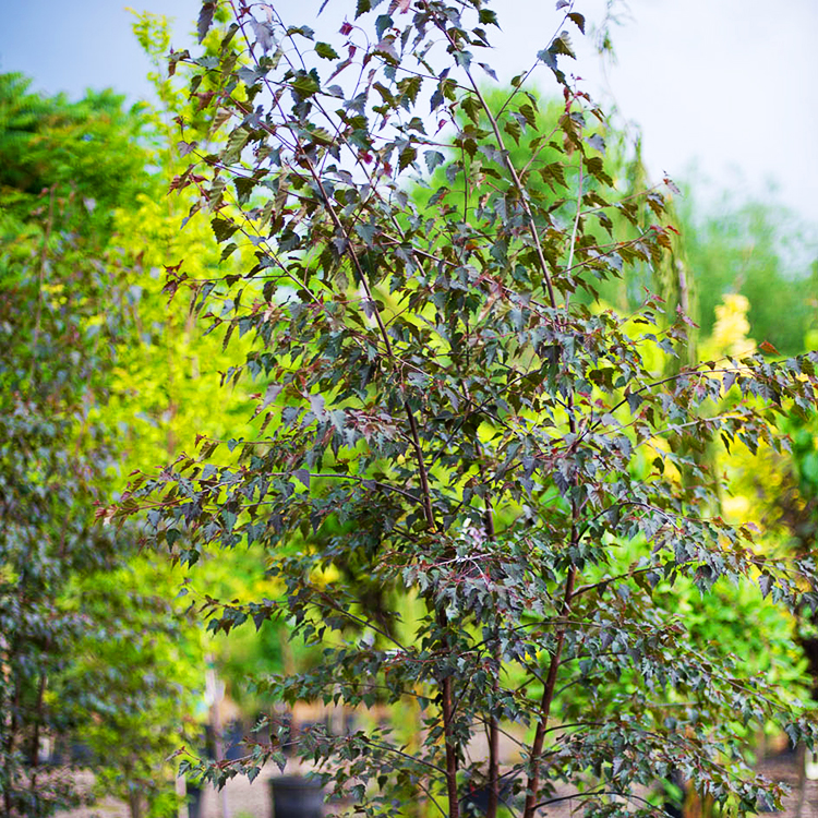 Royal Frost® Birch For Sale Online | The Tree Center