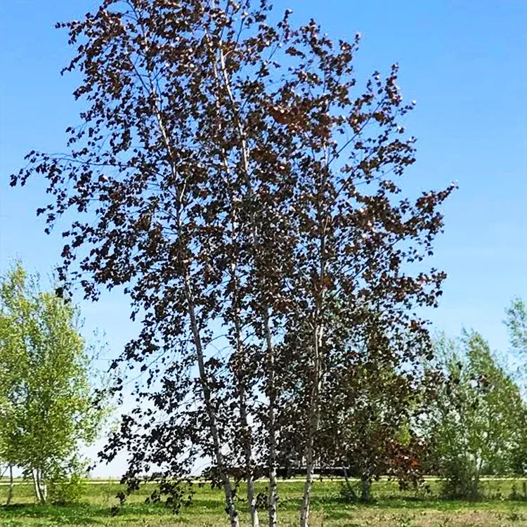 Royal Frost® Birch For Sale Online | The Tree Center