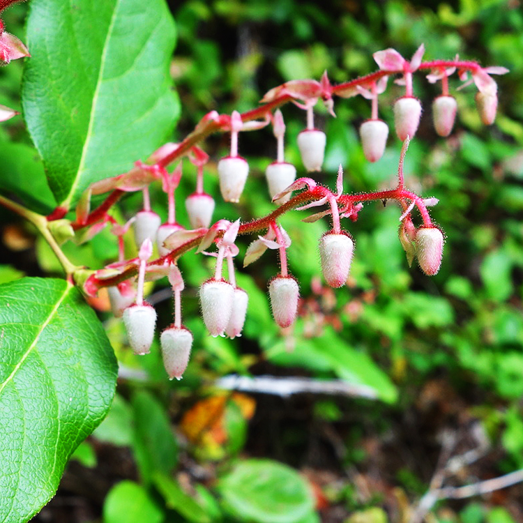 Salal For Sale Online | The Tree Center