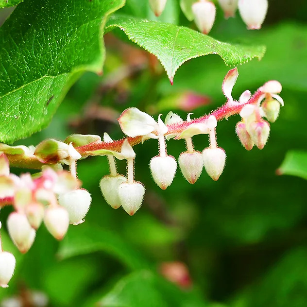 Salal For Sale Online | The Tree Center