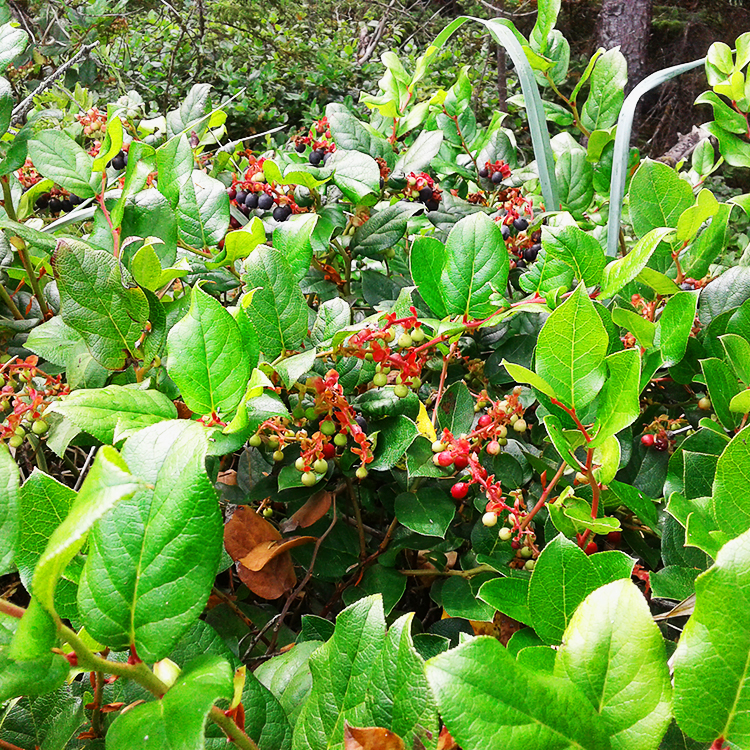 Salal For Sale Online | The Tree Center