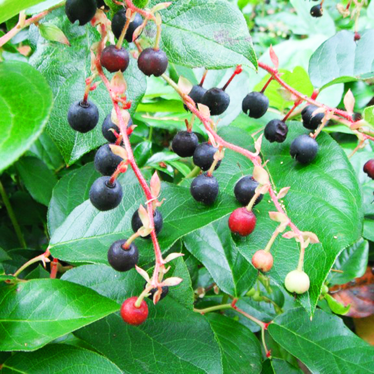 Salal For Sale Online | The Tree Center