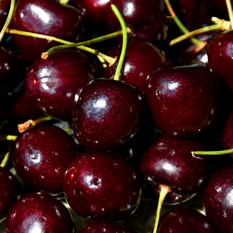 Sam Cherry Tree For Sale Online | The Tree Center