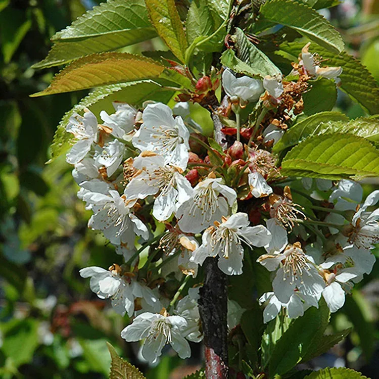 Sam Cherry Tree For Sale Online | The Tree Center