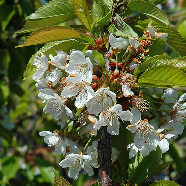 Sam Cherry Tree For Sale Online | The Tree Center