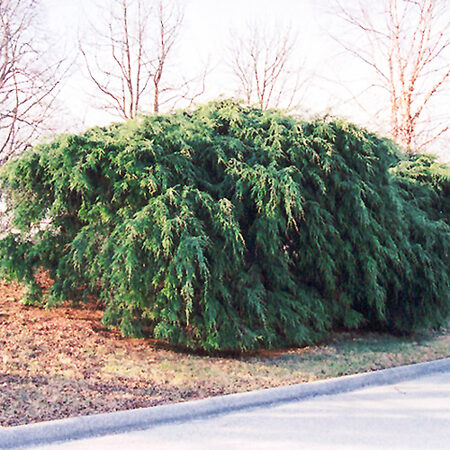 Sargent’s Weeping Hemlock For Sale Online | The Tree Center